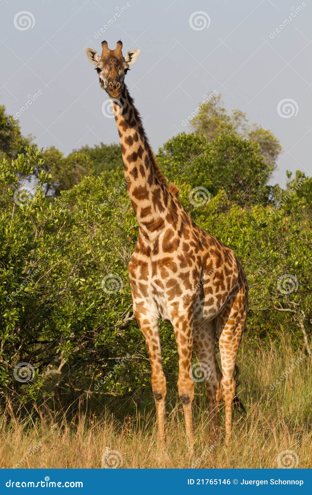 Full portrait of a giraffe stock photo. Image of wildlife - 21765146