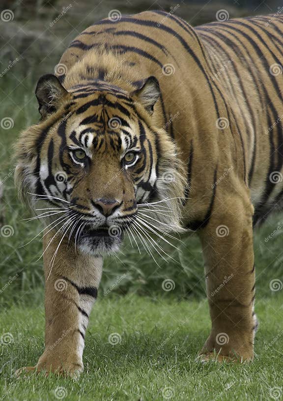 Full Power stock photo. Image of active, close, beast - 3707520