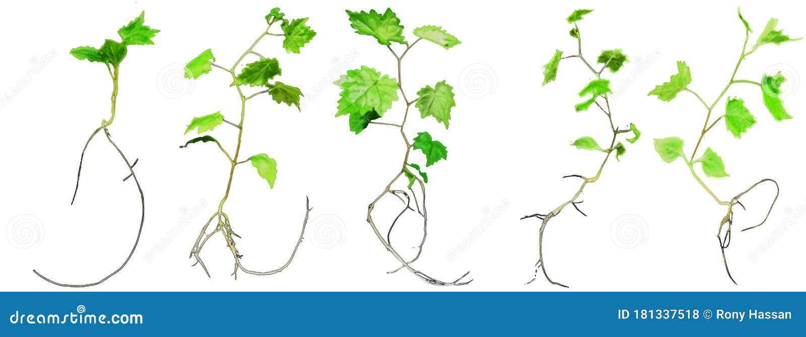 The Full Process of Germination of Grape Stock Photo - Image of ...