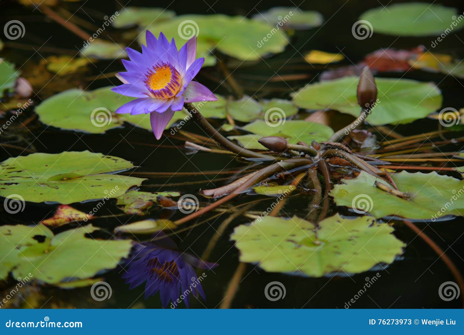 Full range look of lotus stock image. Image of blossomed - 76273973