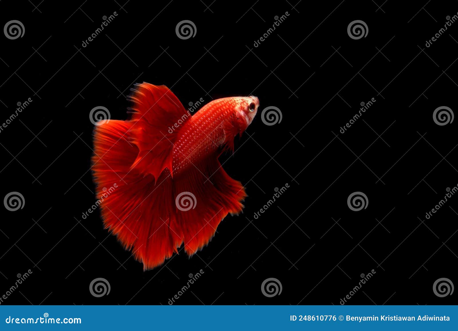 Full Red Halfmoon Betta Fish on White Background Stock Photo - Image of fish, beauty: 248610776