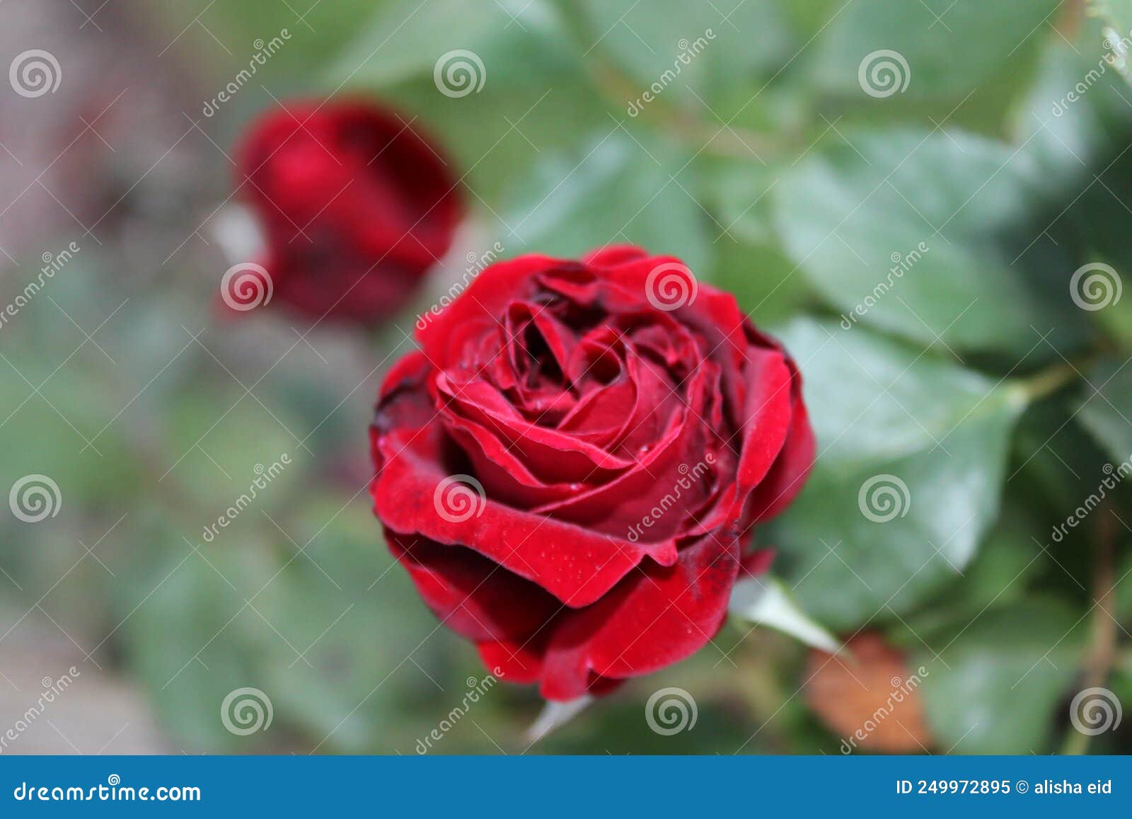 Full red rose stock image. Image of pink, leaf, blossom - 249972895