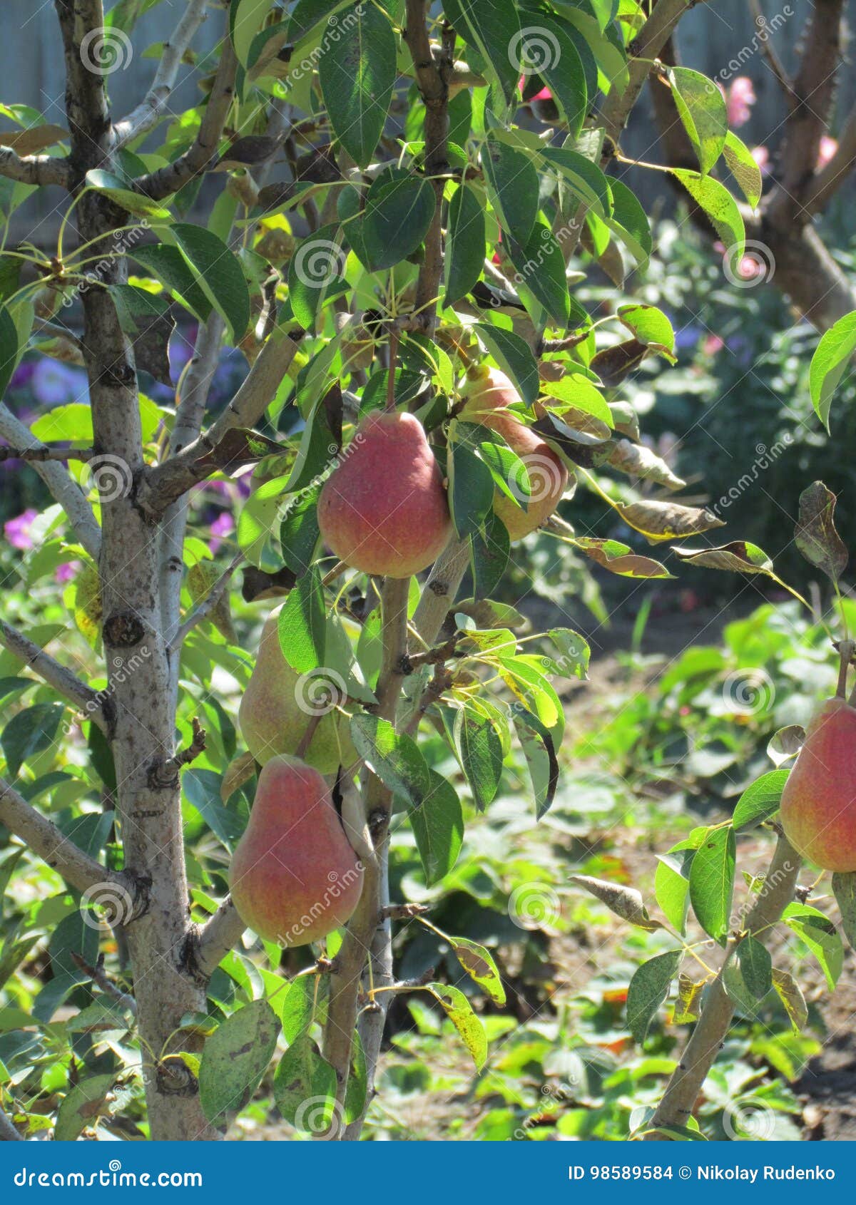 Full Ripen Pears on the Pear Tree Stock Photo - Image of august, nature ...
