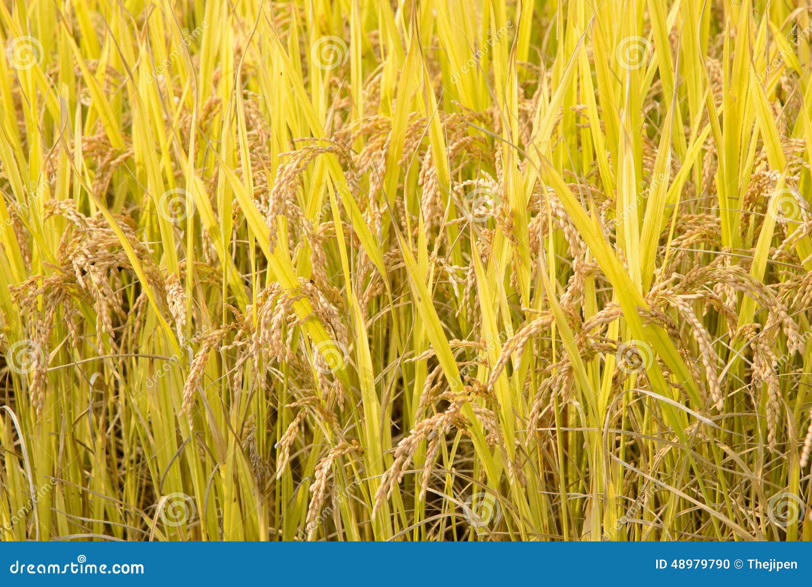 Full ripen rice in autumn stock photo. Image of grass - 48979790