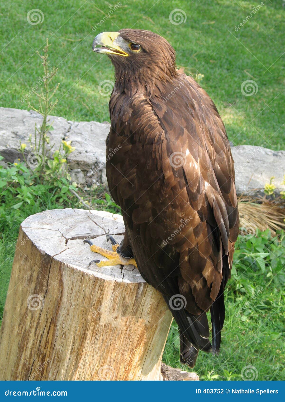 Full Royal Golden Eagle stock photo. Image of carnivore - 403752