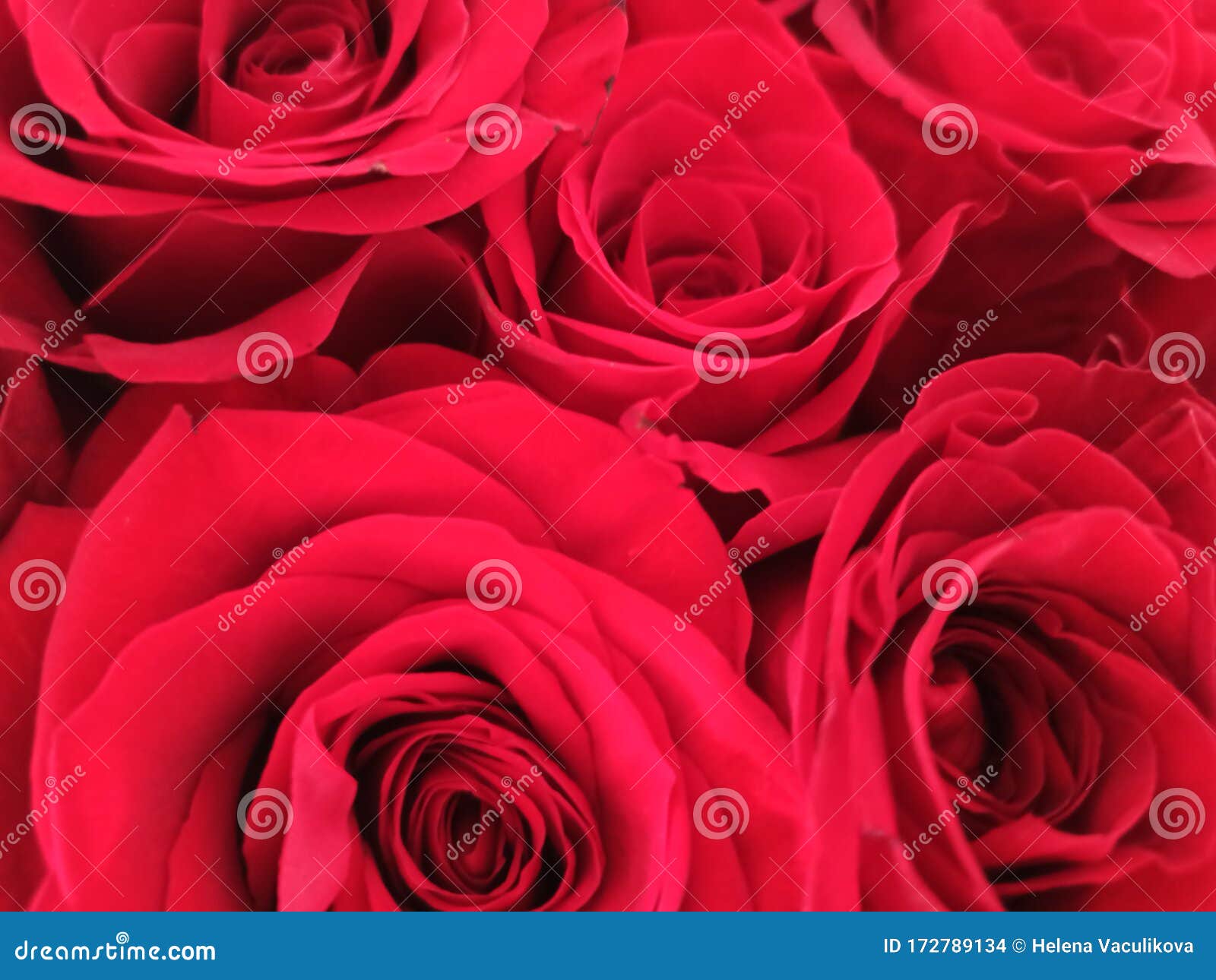 Full screen red roses stock photo. Image of screen, full - 172789134