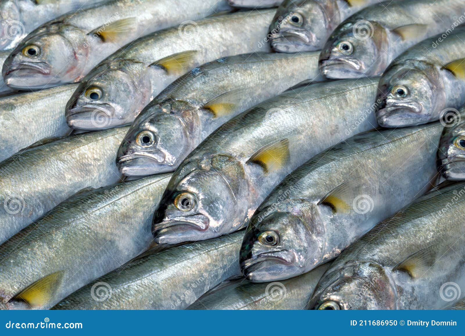 Full Screen Texture of Raw Bluefish Pomatomus Saltatrix Stock Photo ...