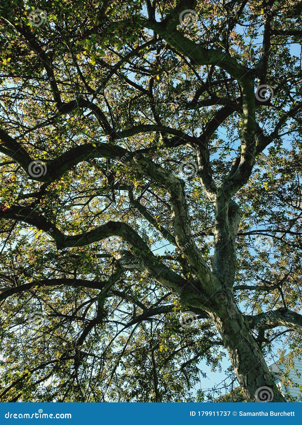 Full Screen Tree with Wild Branches Stock Image - Image of branch ...