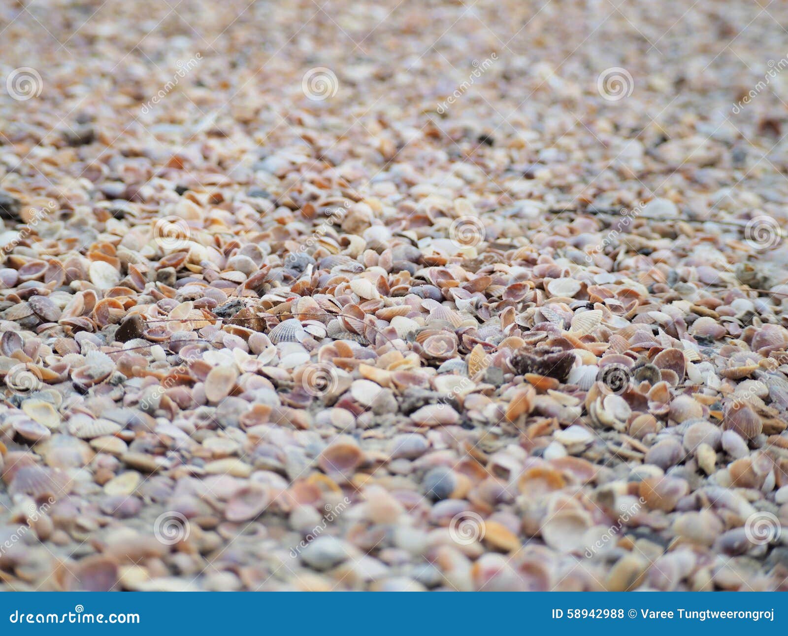 The full of sea shells stock photo. Image of small, marines - 58942988