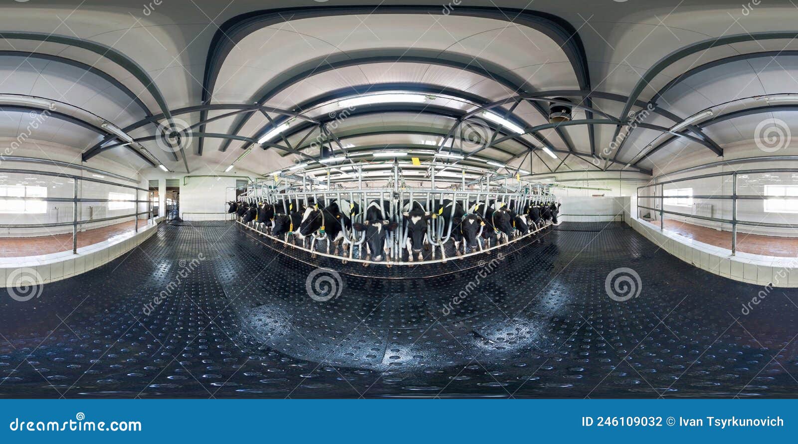 Full Seamless 360 Panorama Inside of Interior of Cowshed with Cows in ...