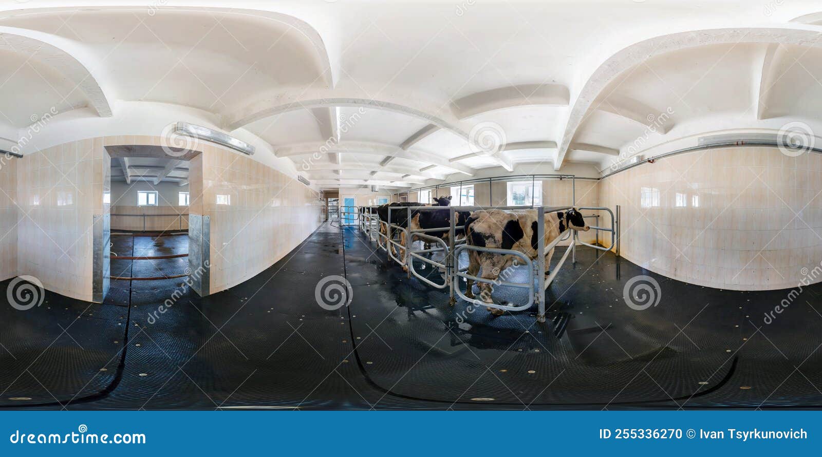 Full Seamless 360 Panorama Inside Of Interior Of Cowshed With Cows In ...