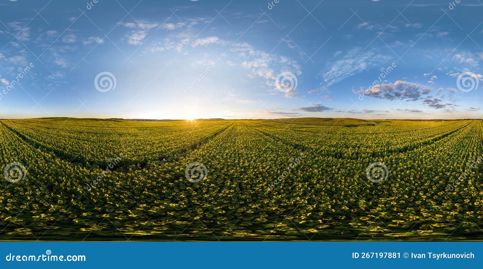 Full Seamless Spherical Hdri 360 Panorama View Over Blooming Sunflowers ...