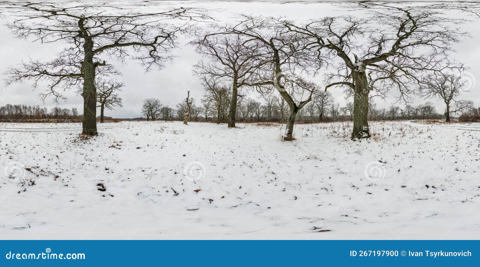 Full Seamless Spherical Winter Hdri 360 Panorama View among Oak Grove ...