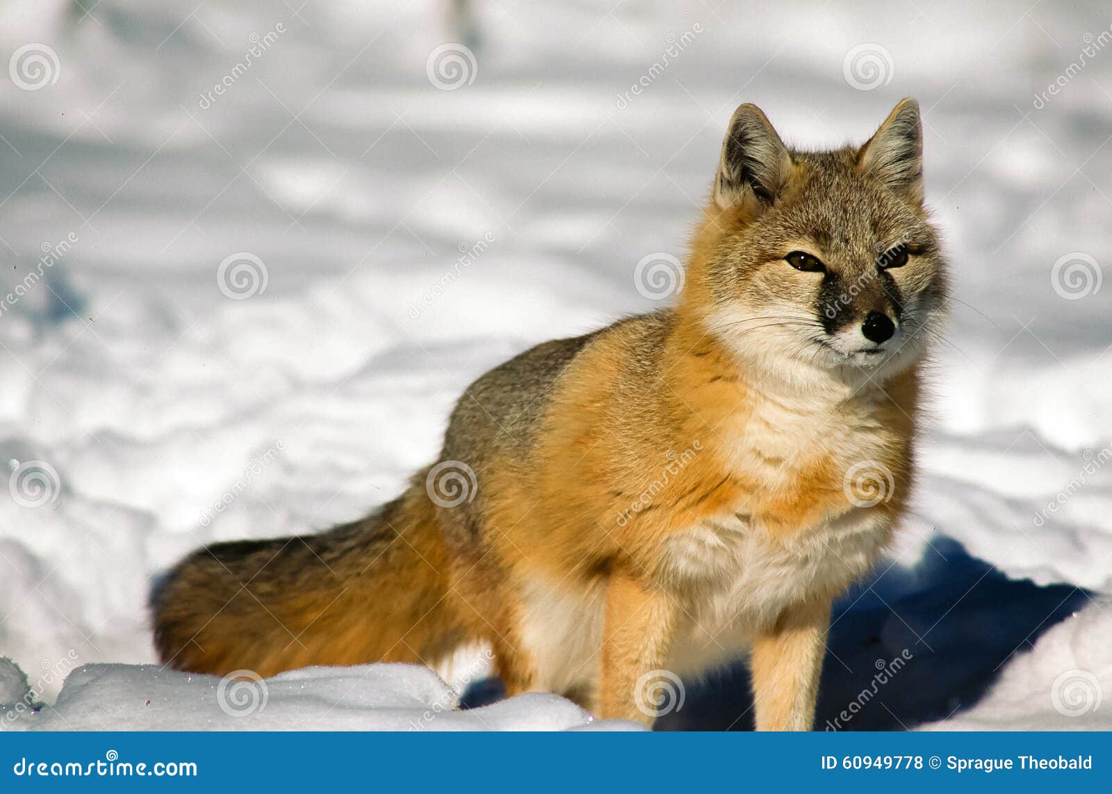 Full Shot of Swift Fox in Snow Looking for Prey. Stock Photo - Image of ...