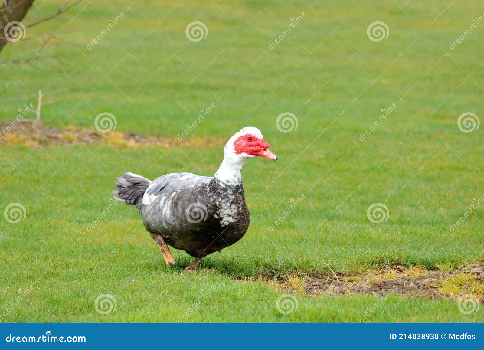 Full Side Profile Muscovy Duck Stock Photo - Image of behavior, face ...