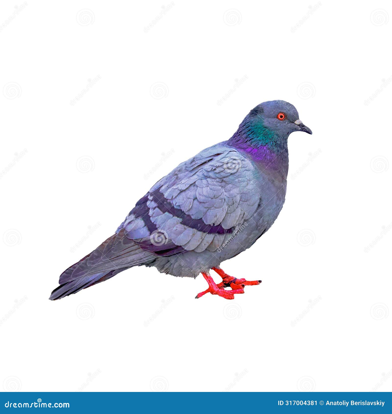 Full Side View of a Standing Pigeon Isolate on a White Background ...