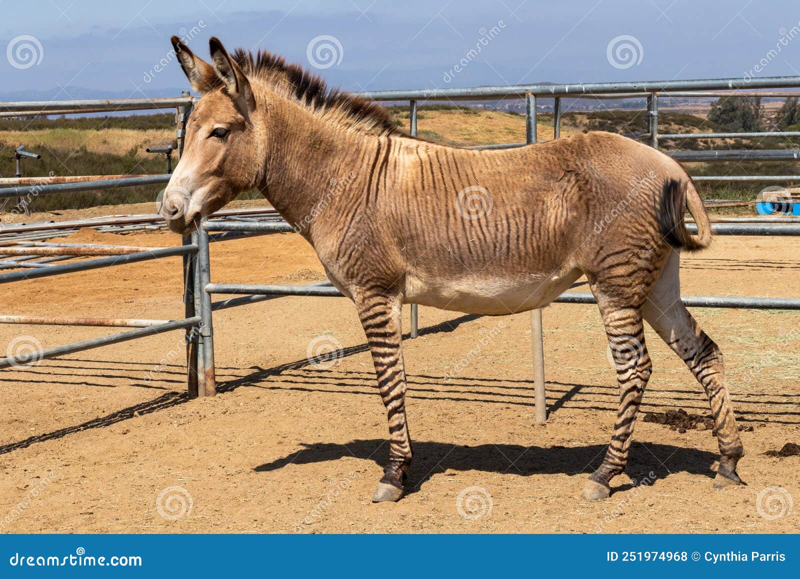 Zonkey