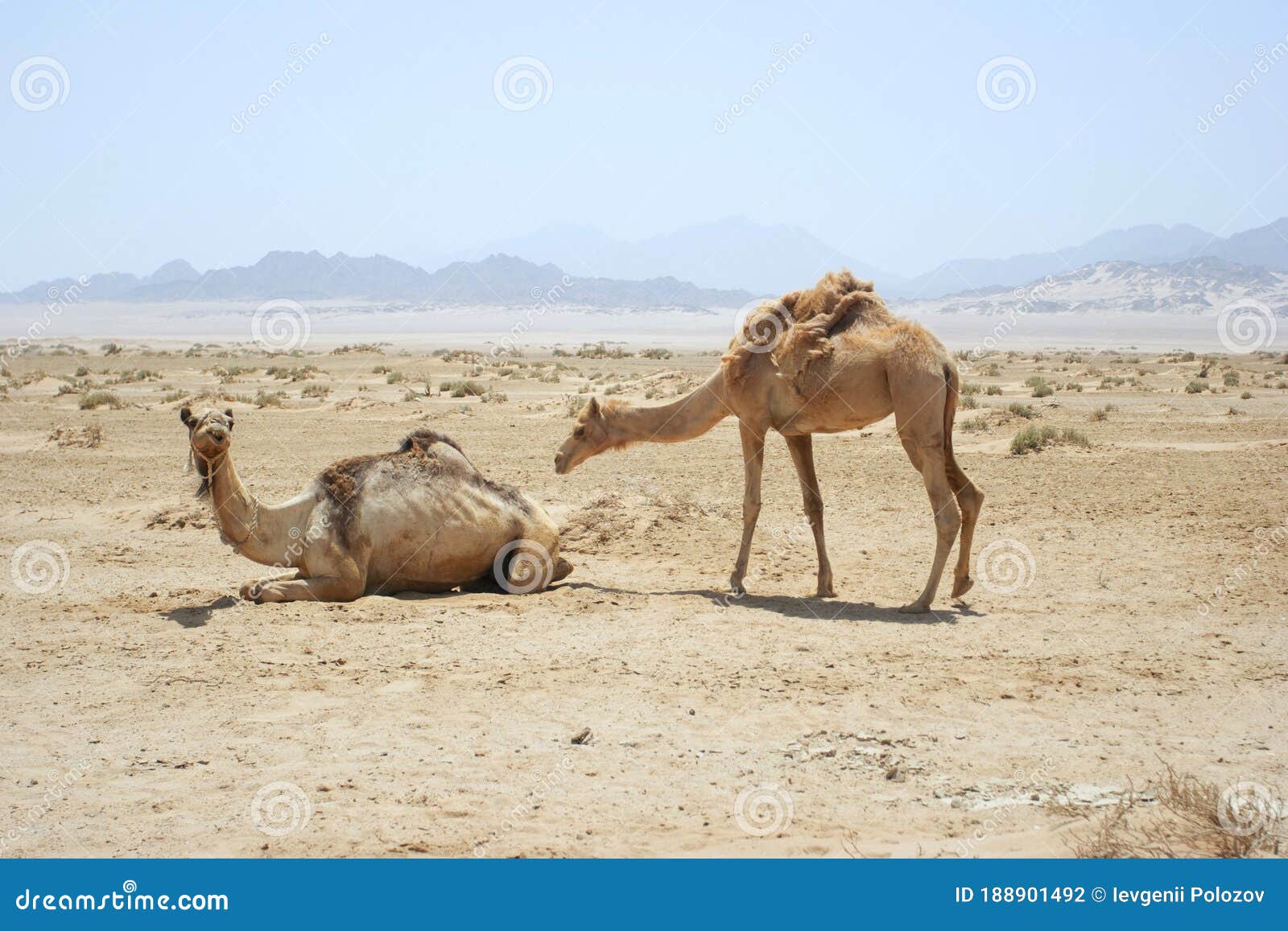Full Size Camel Profile Walking on Dry Sand in Desert Stock Photo ...