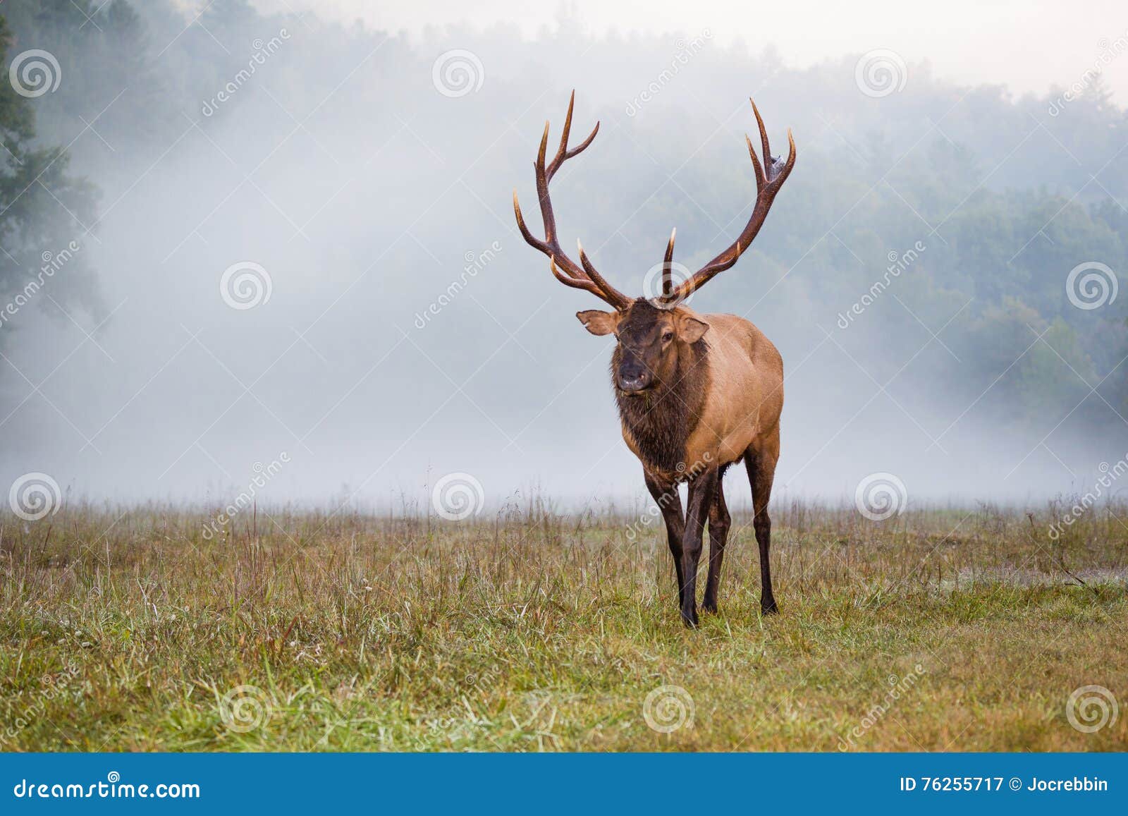Full Size Male Elk in North Carolina Walking Stock Image - Image of ...