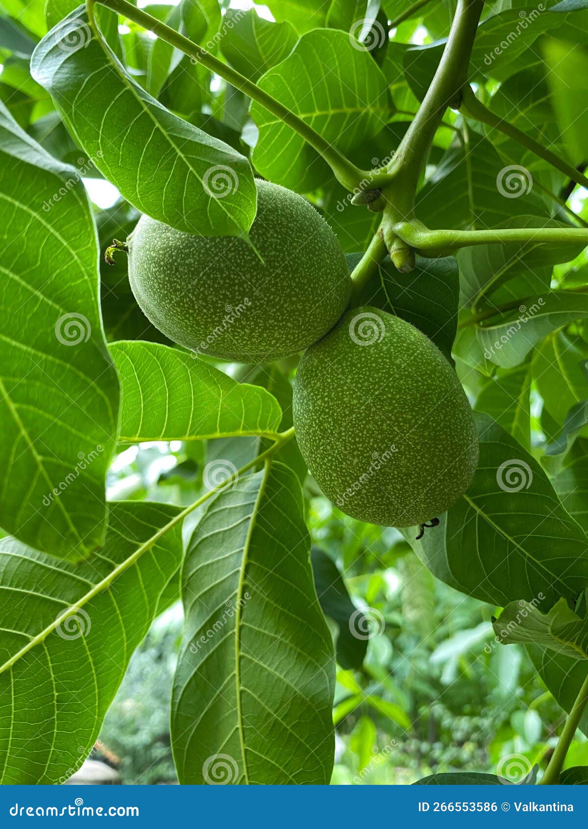 Full-sized Green Common Walnuts in Summer, Close Up. Fruiting Deciduous ...