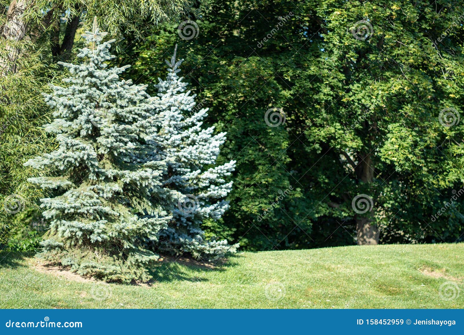 Full Sized Pine Trees Offset on a Birm Stock Image - Image of sunlight ...