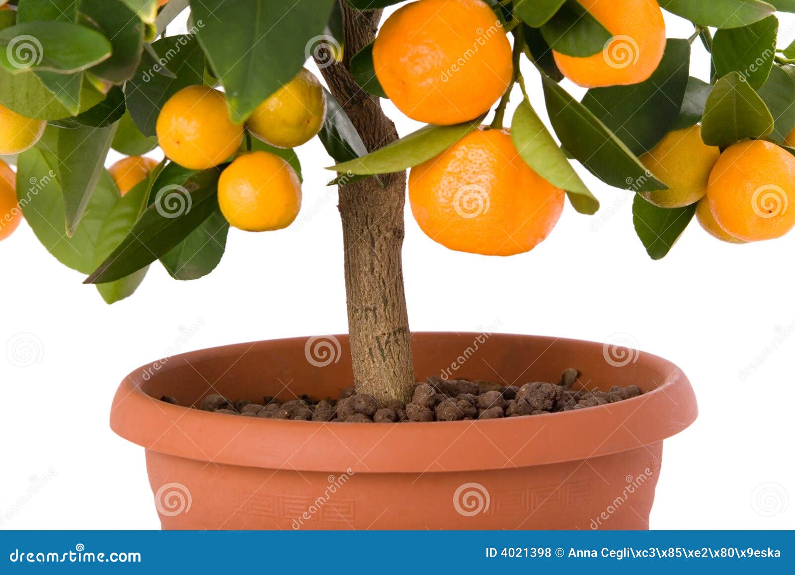 Full of small citrus tree stock photo. Image of agriculture - 4021398