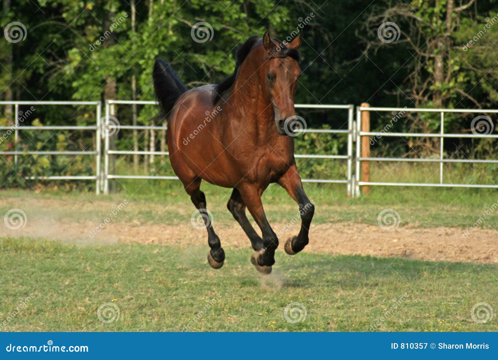 Full Speed stock image. Image of running, horse, stallion - 810357