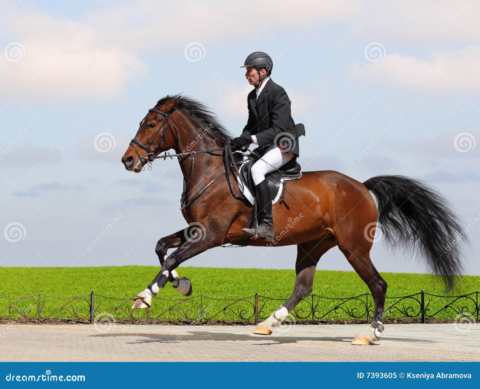 Full speed gallop stock image. Image of trakehner, horseback - 7393605