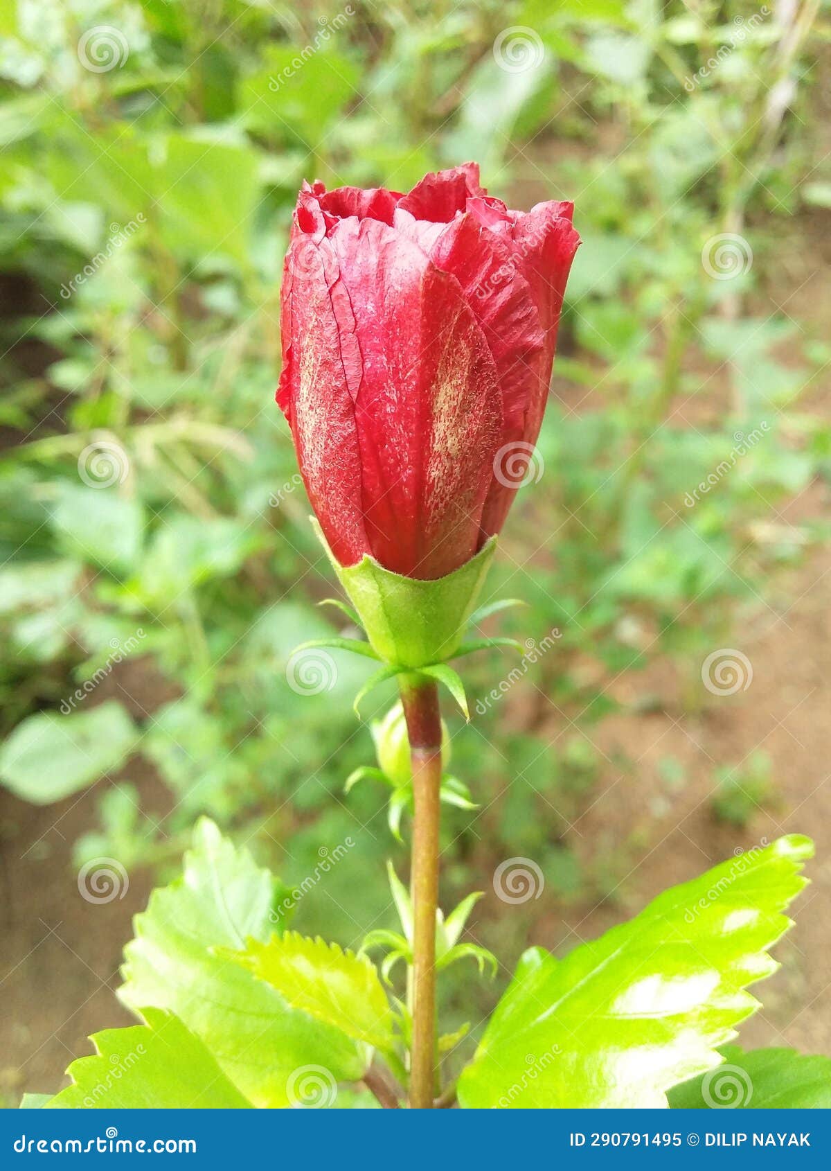 Full of spies stock image. Image of spies, full, garden - 290791495