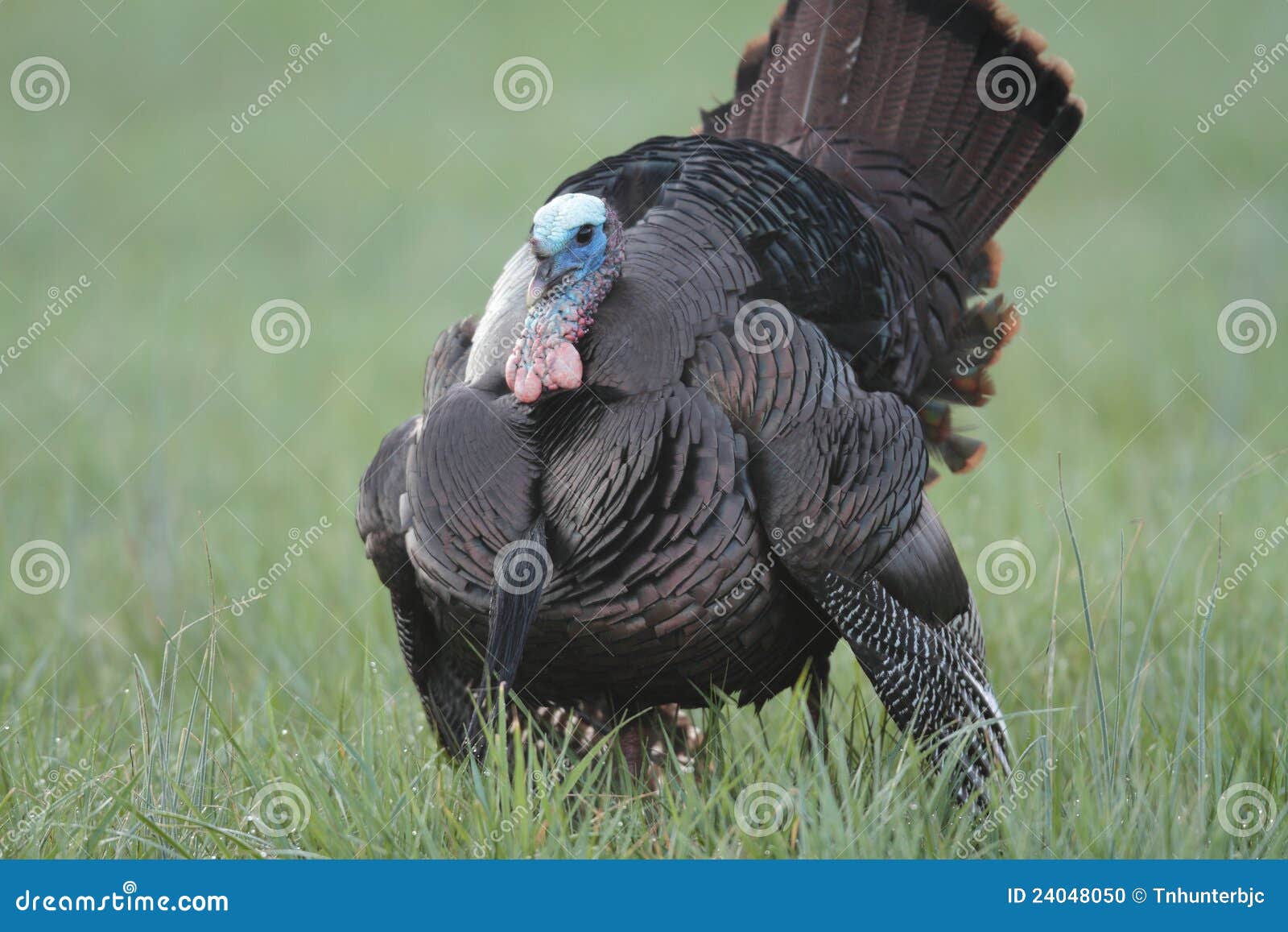 Full Strut Picture. Image: 24048050