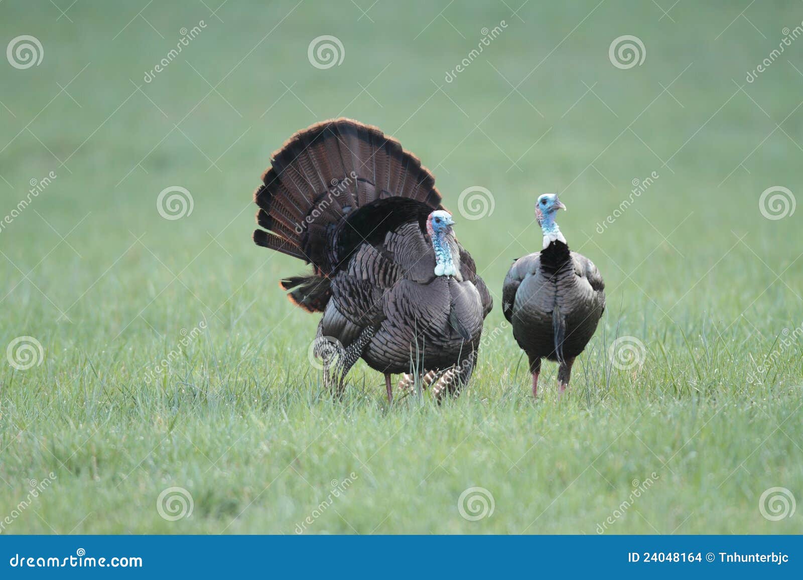 Full Strut stock photo. Image of pilgrim, outdoors, animal - 24048164