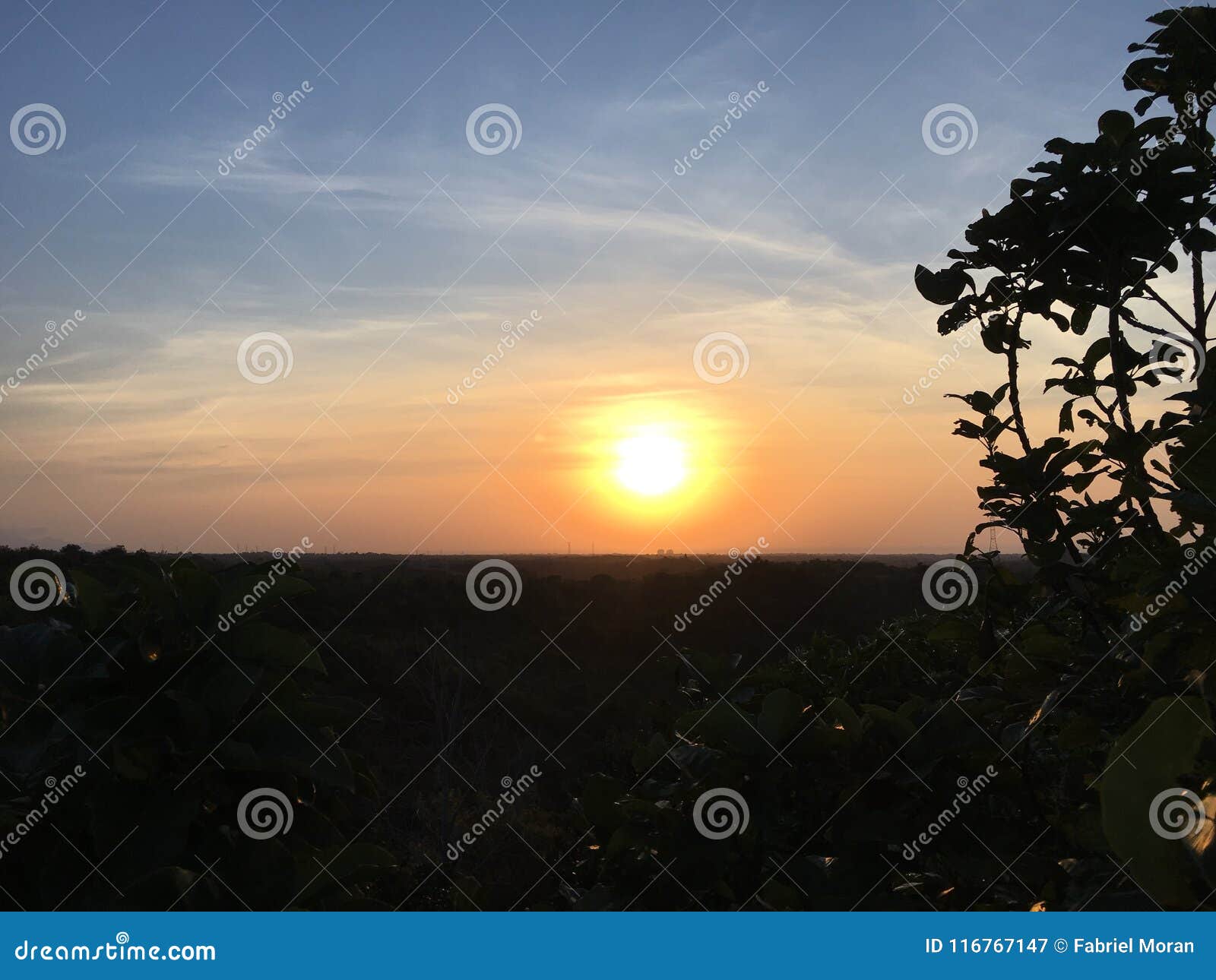 Full sun stock image. Image of full, shadows, trees - 116767147