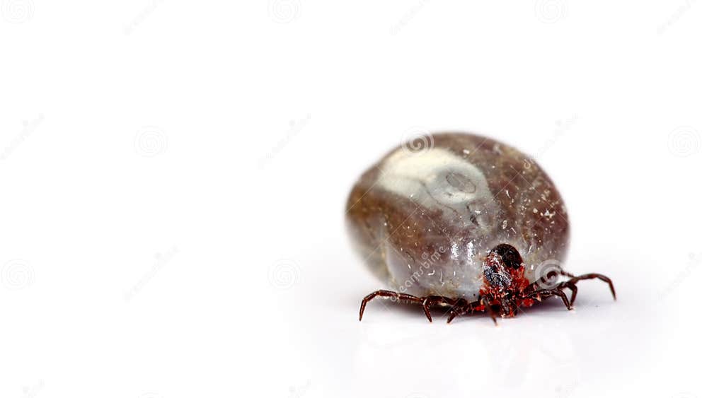 Full tick stock image. Image of blood, lyme, animal, parasite - 11175281