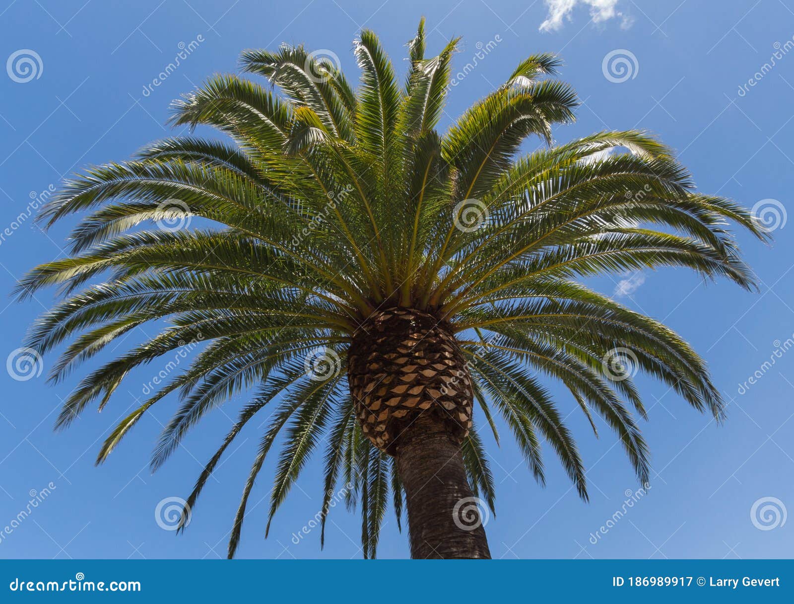 Full top on a Palm Tree stock image. Image of palms - 186989917