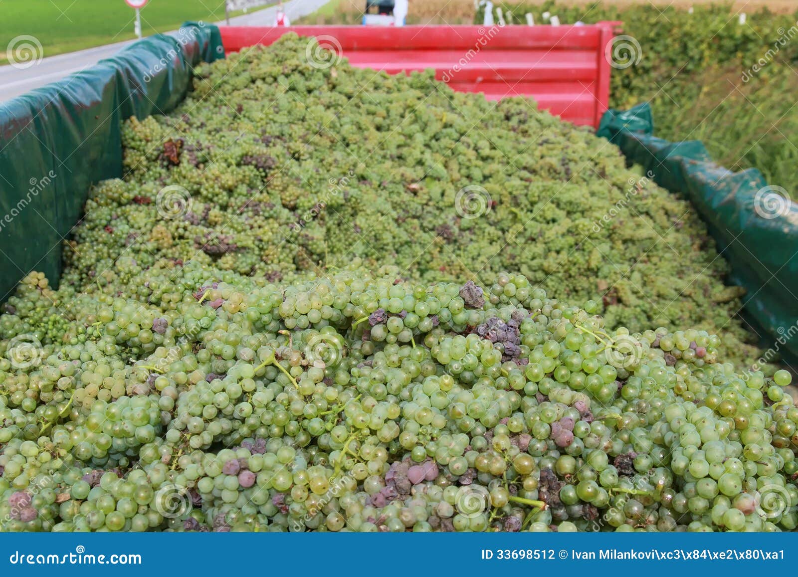 Full trail of grapes stock photo. Image of group, vukovar - 33698512