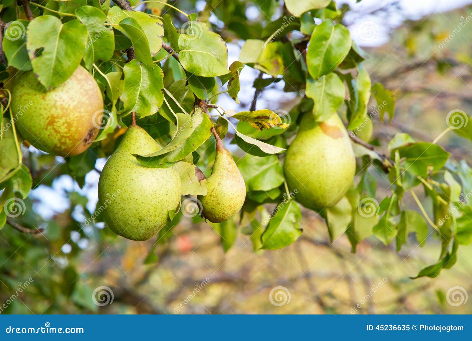 Full tree with pears stock image. Image of crop, juicy - 45236635