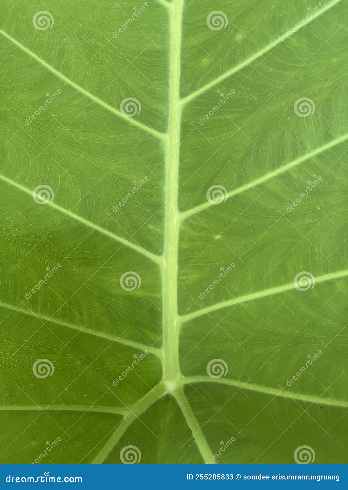 Full of Tropical Leaves with Clear Leaf Pattern Green Background Stock ...