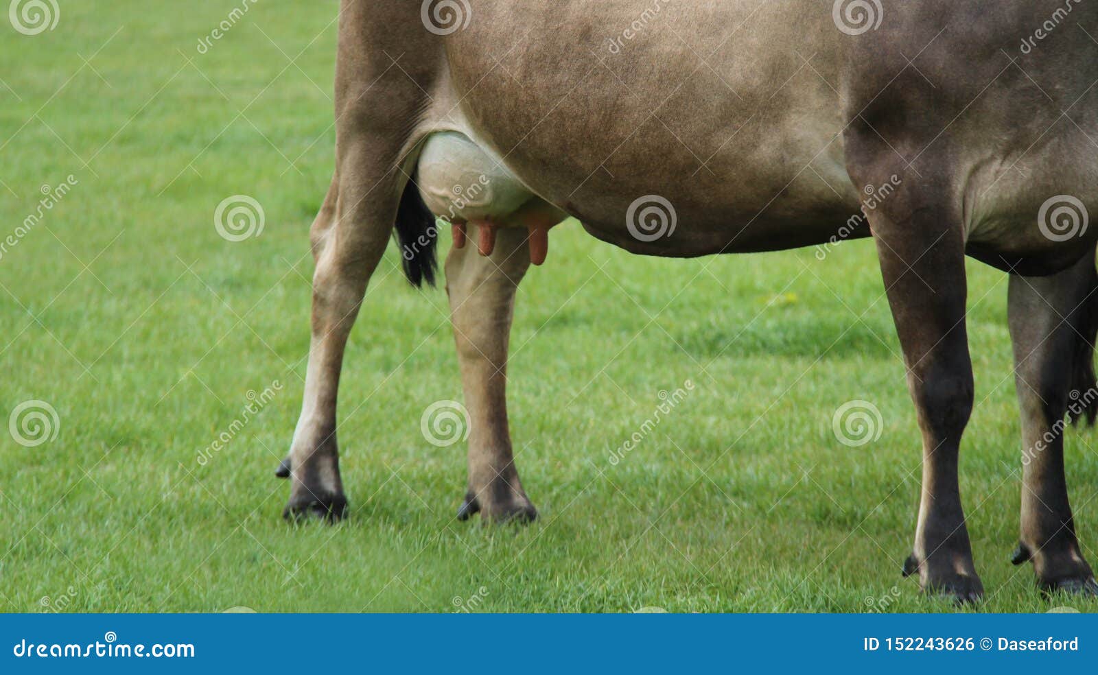 Full Udder. stock photo. Image of creature, meat, animal - 152243626
