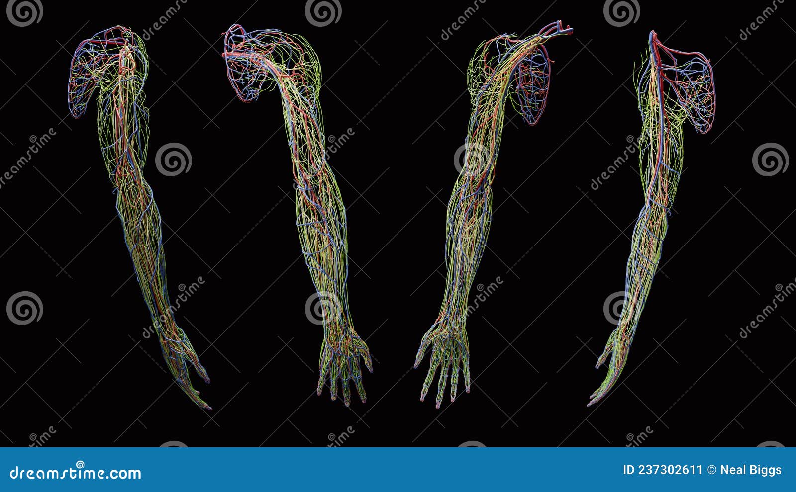 Upper Extremity Anatomy Stock Illustrations – 147 Upper Extremity ...