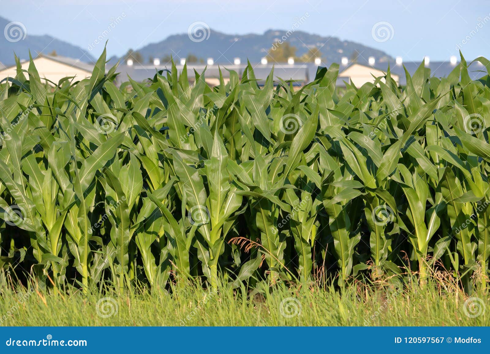 Full View Corn Stock stock image. Image of acre, planted - 120597567