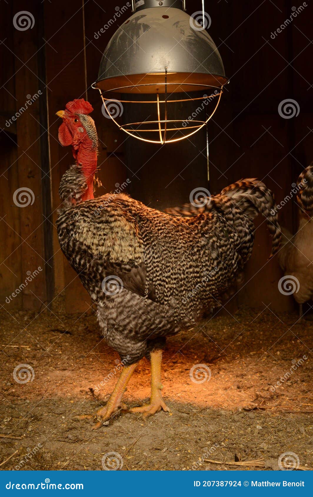 Inside the Chicken Coop stock photo. Image of farmyard - 207387924