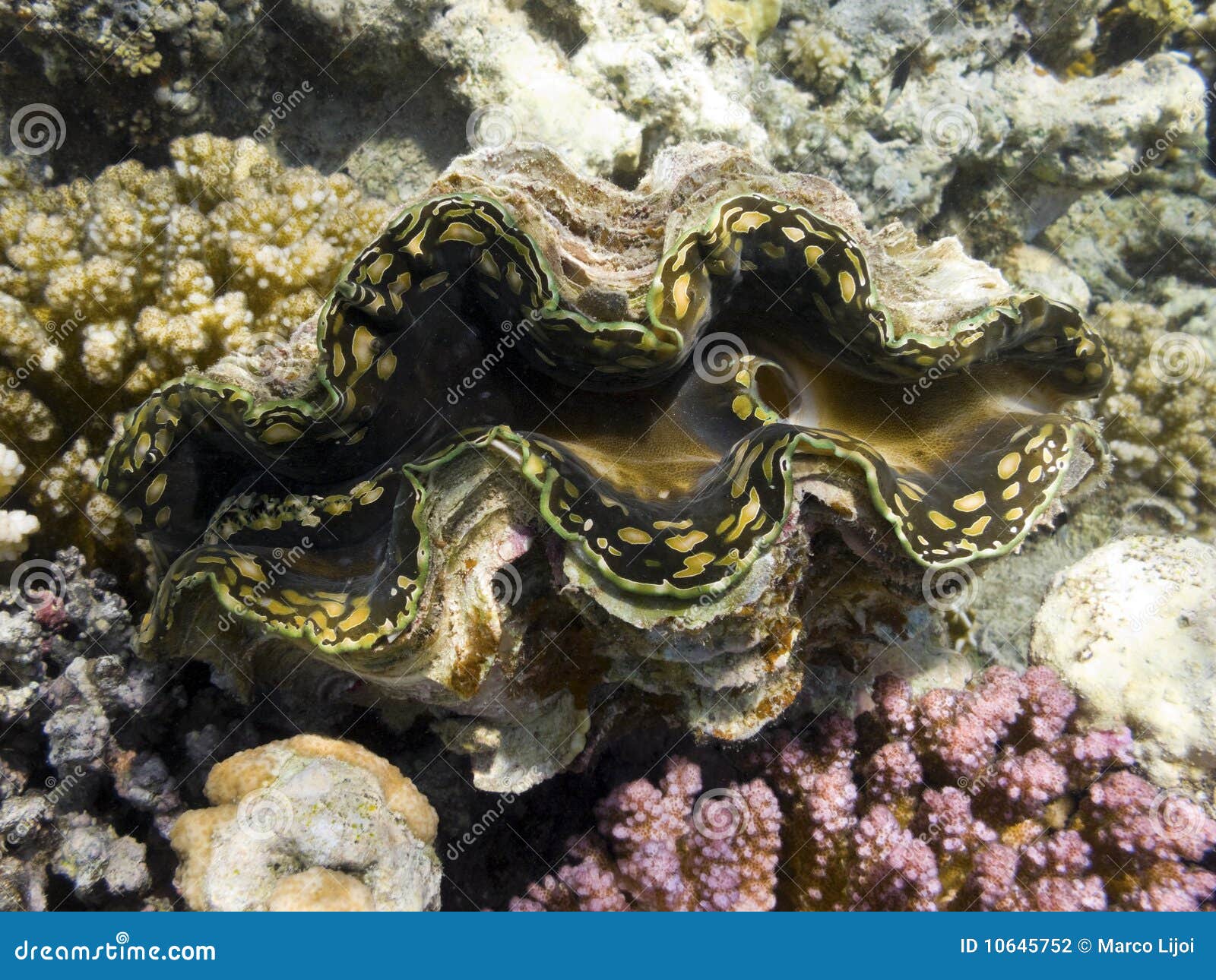 Full View of a Giant Tridacna Stock Photo - Image of environment, fish ...