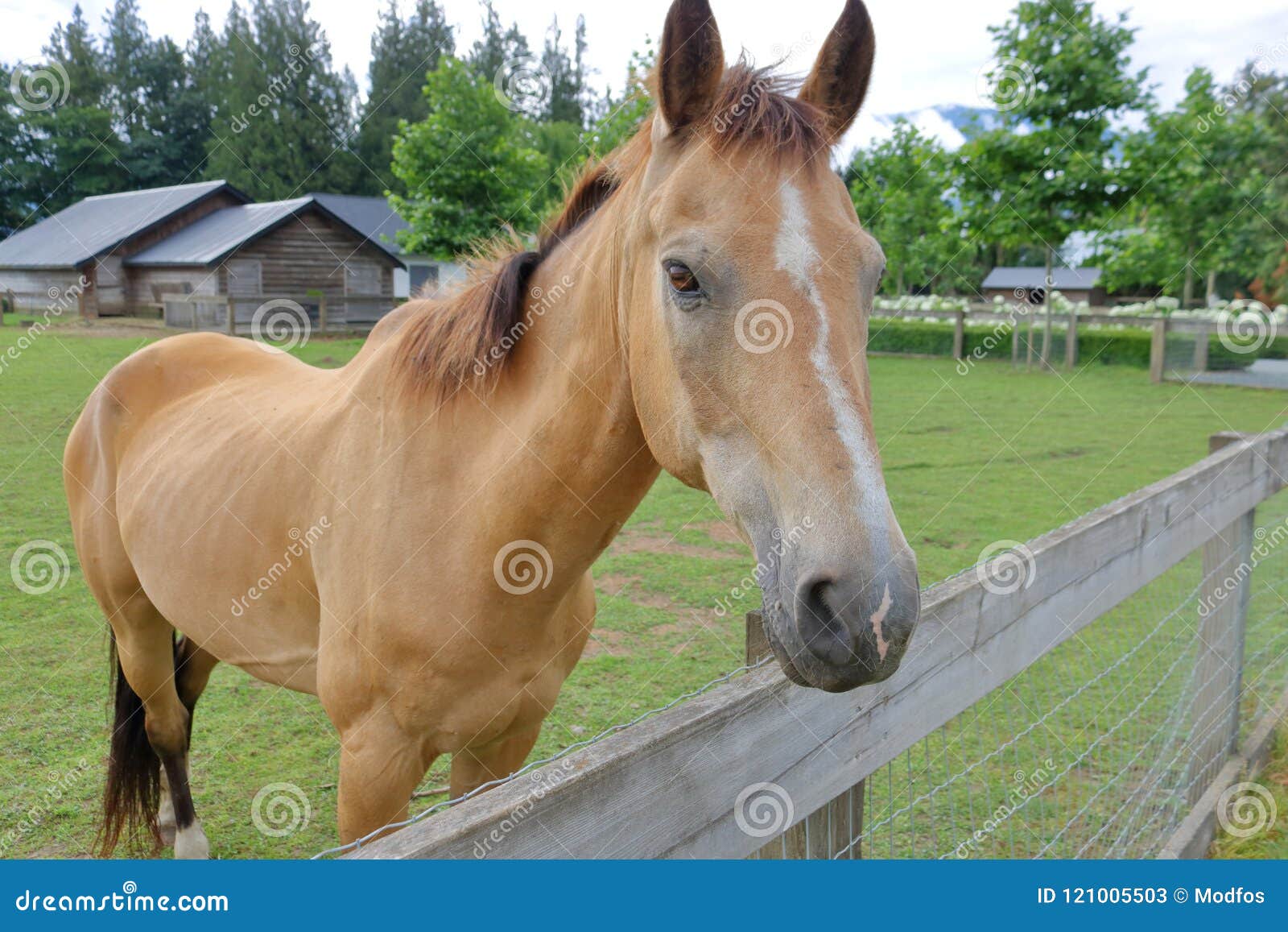 Full View Older Brown Mare stock image. Image of watching - 121005503