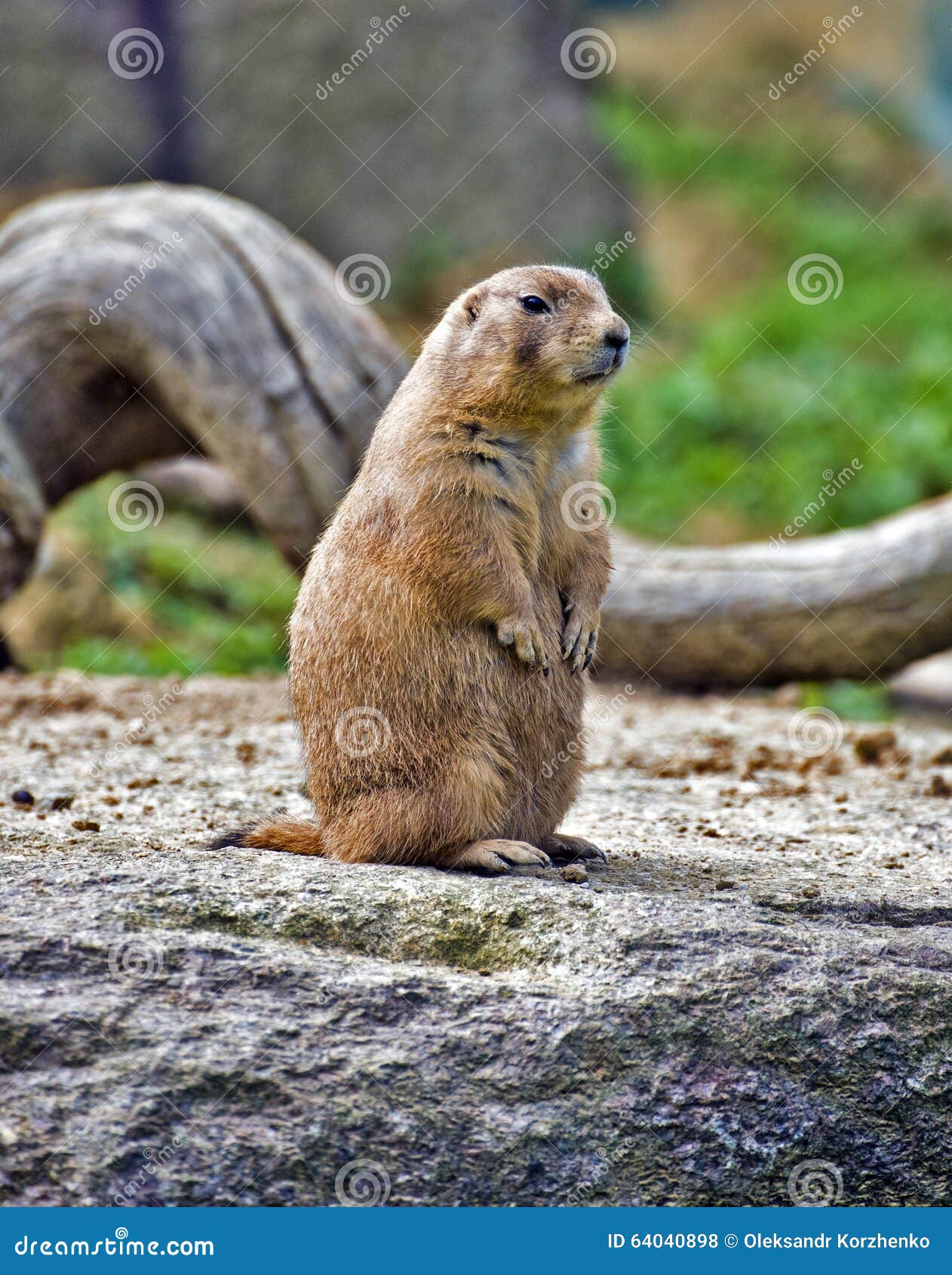 Full View of Prairie Dog Standing Stock Photo - Image of genus, caution ...