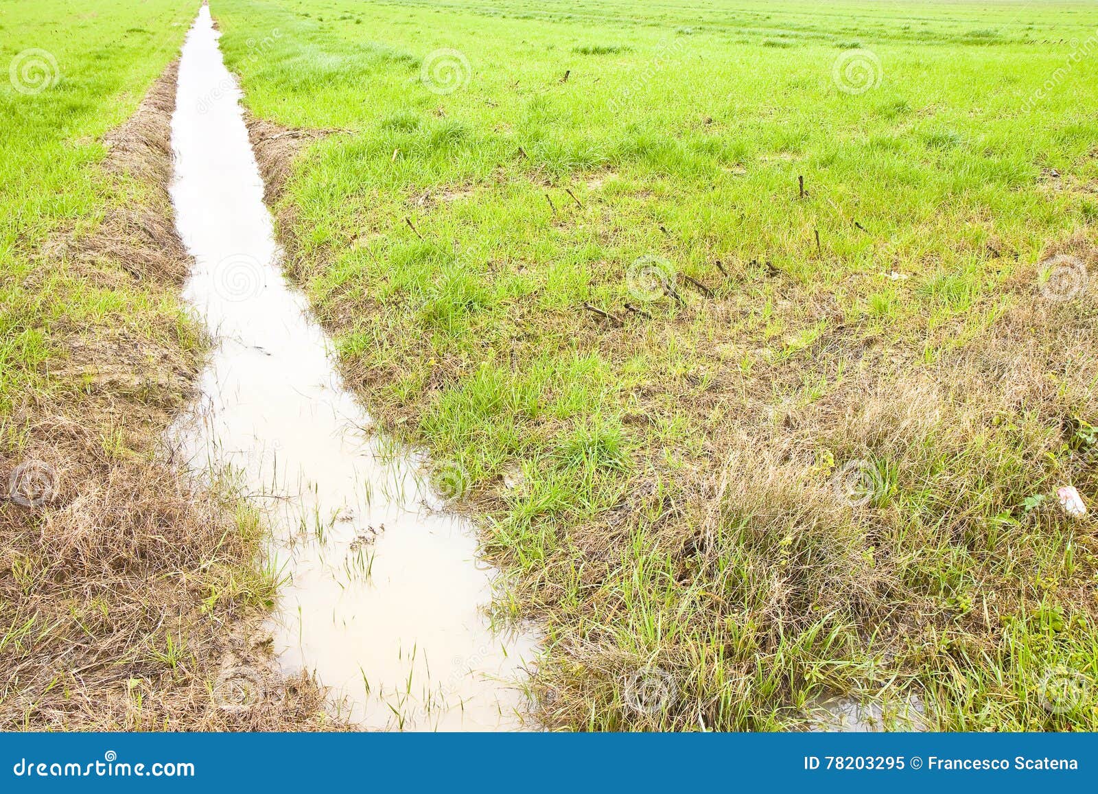 Full Water Ditch in a Field Stock Image - Image of irrigation, overflow ...