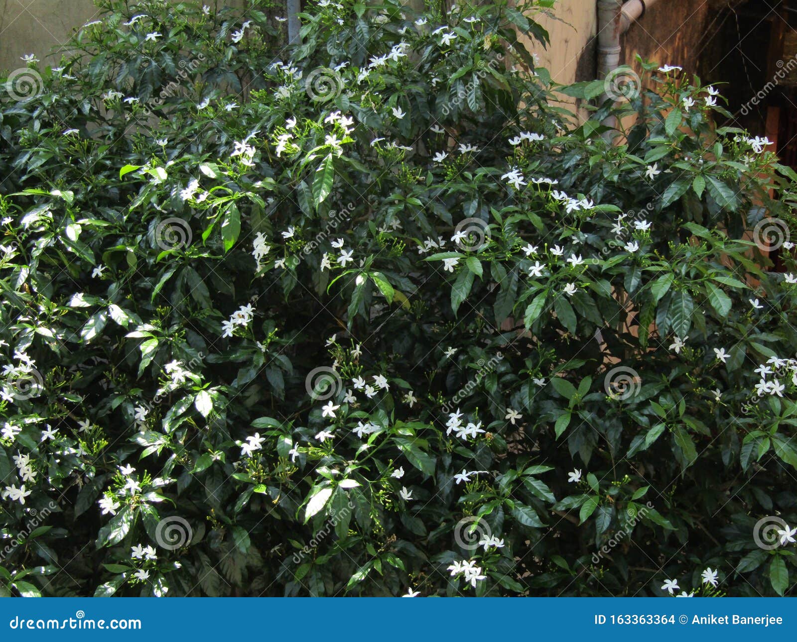 Ervatamia Divaricata Aka Wathusudda White Tropical Flower Stock Photo ...