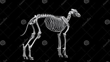 Full Wolf Skeleton in Standing Pose - Back View Stock Illustration ...
