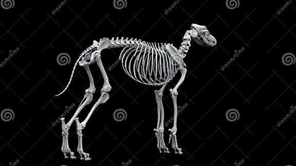 Full Wolf Skeleton in Standing Pose - Back View Stock Illustration ...