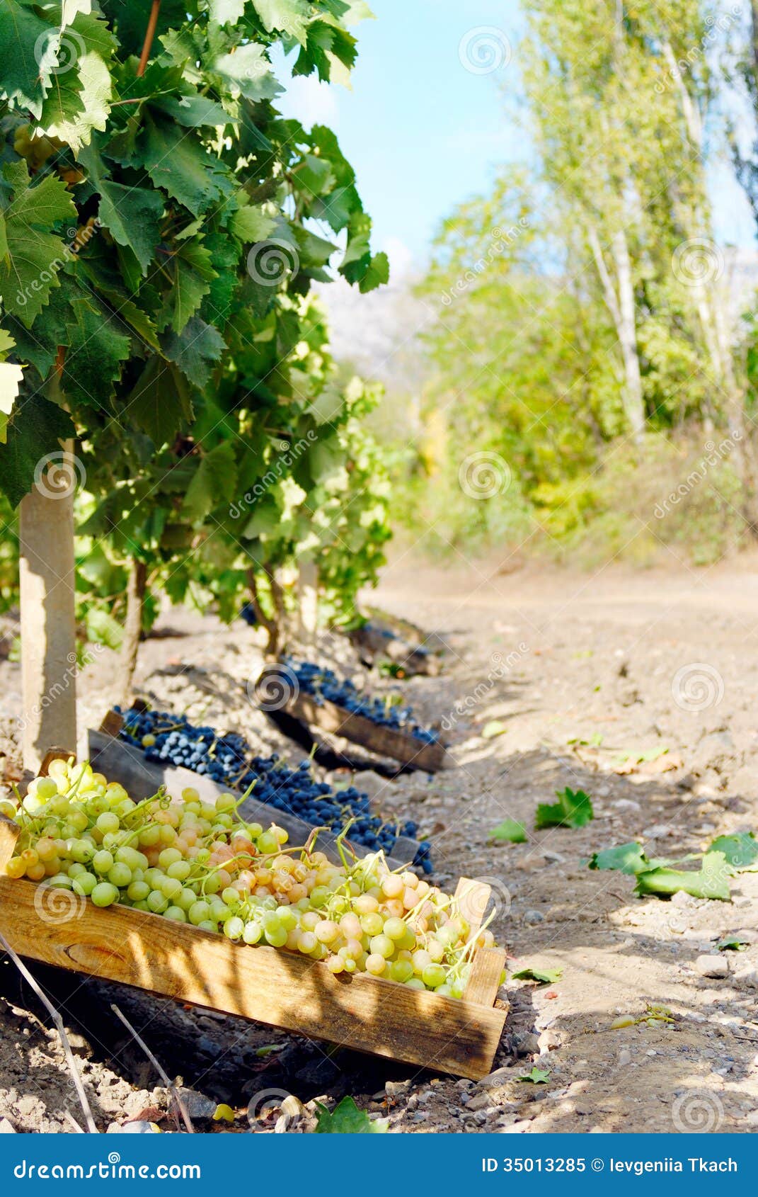 Full Wooden Boxes with Grape Bunches Stock Image - Image of nature ...