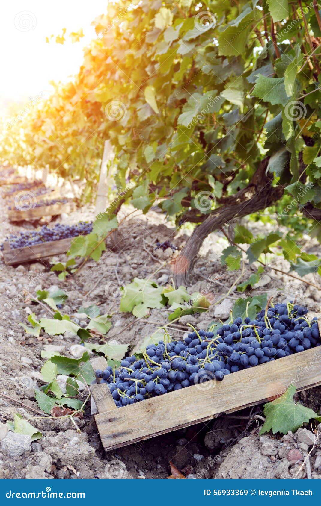 Full Wooden Boxes with Grape Bunches Stock Image - Image of green ...
